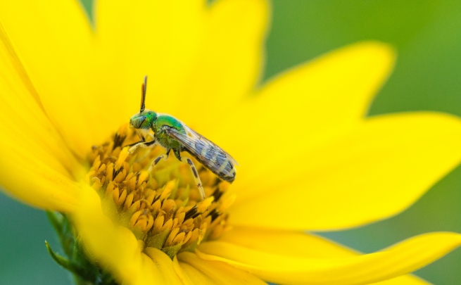 The Buzz on Bees | SPHERE Festival | Fri, Sep 23, 2022, 9:30 am ...